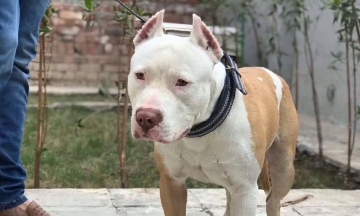 586+ Male Pitbull Names for Strong and Loyal Companions